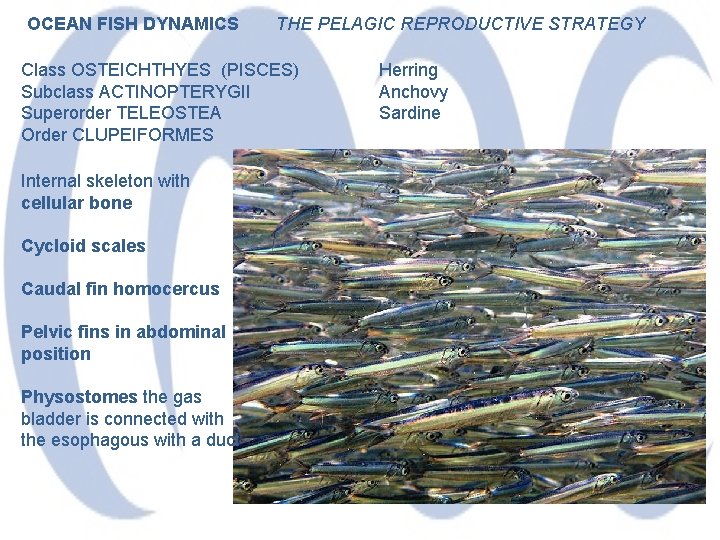 OCEAN FISH class OSTEICHTHYES 2 subclasses 45 ORDERS