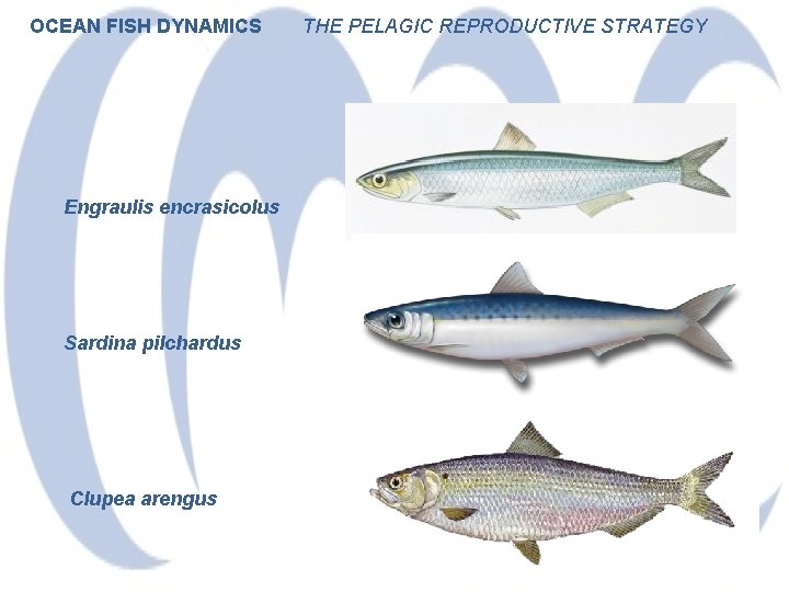 OCEAN FISH class OSTEICHTHYES 2 subclasses 45 ORDERS