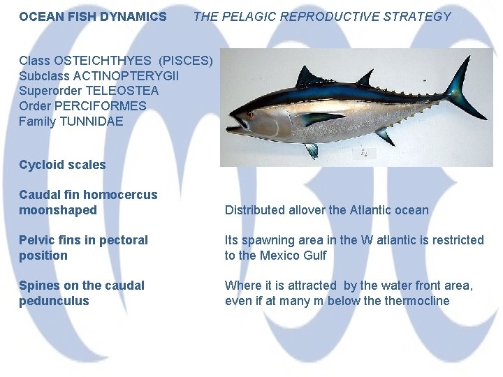 OCEAN FISH class OSTEICHTHYES 2 subclasses 45 ORDERS