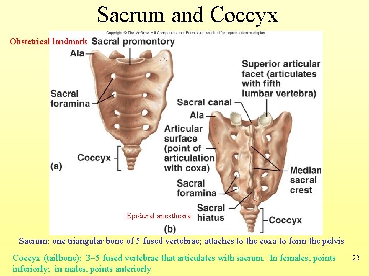 Chapter 7 Skeletal System Gross Anatomy 1 Skeletal