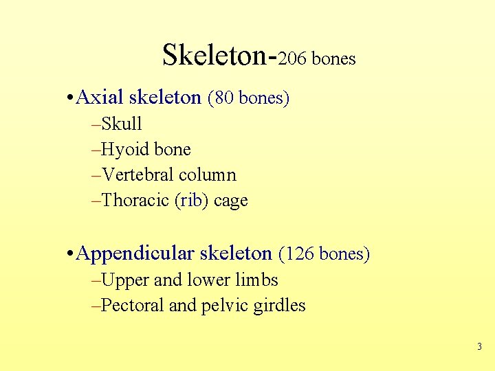 Chapter 7 Skeletal System Gross Anatomy 1 Skeletal