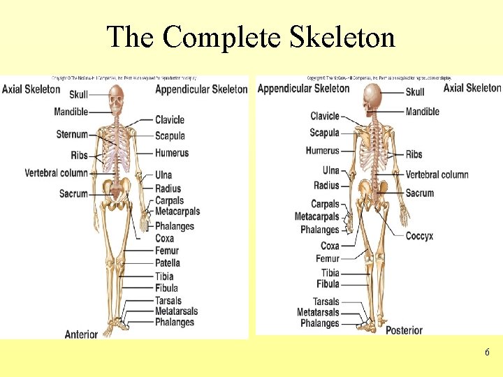 Chapter 7 Skeletal System Gross Anatomy 1 Skeletal