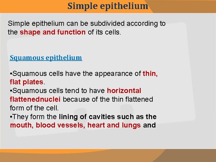 THE EPITHELIAL TISSUE Lab 2 ZOO 103 Prepared