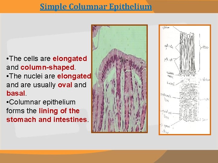 THE EPITHELIAL TISSUE Lab 2 ZOO 103 Prepared