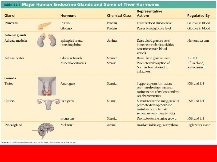 Endocrine System Communication through hormones Hormone Hormone a