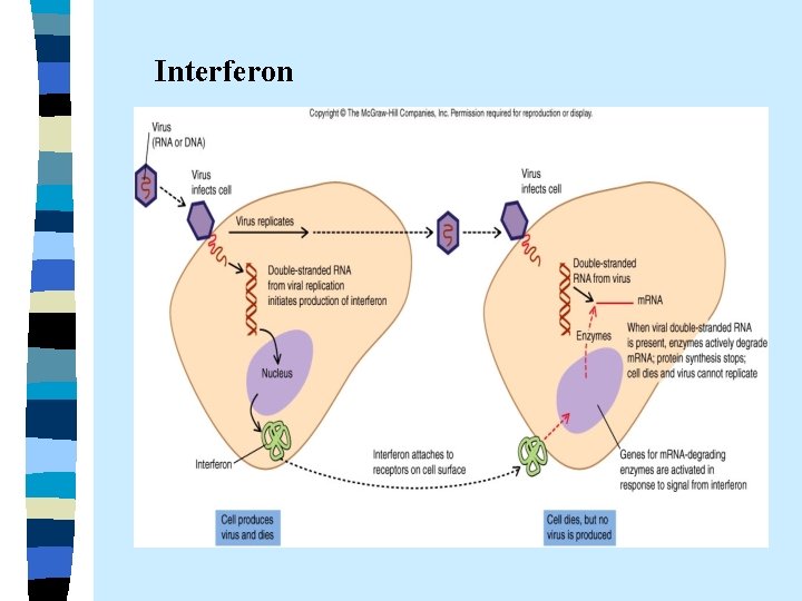 Public Health MP 3304 The Innate Immune Response