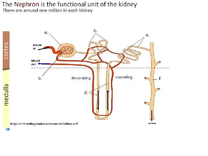 Topic 11 3 The kidney and osmoregulation Essential