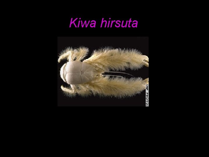 The Cambrian Explosion The Phylum Arthropoda The most