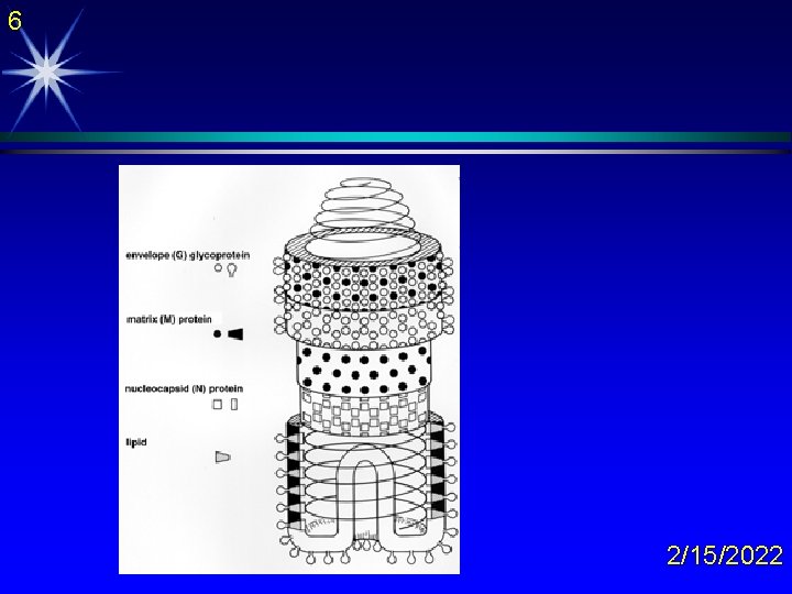 1 Rhabdoviruses Hugh B Fackrell FackrelUwindsor ca Rhabdo
