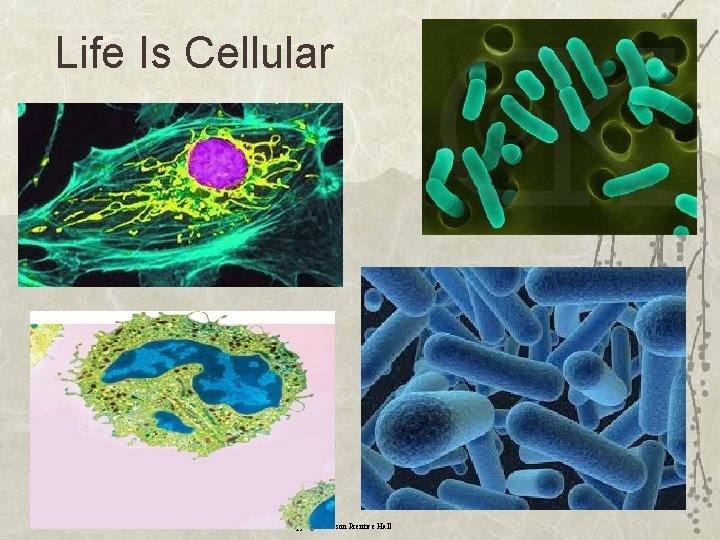 Life Is Cellular Copyright Pearson Prentice Hall Early