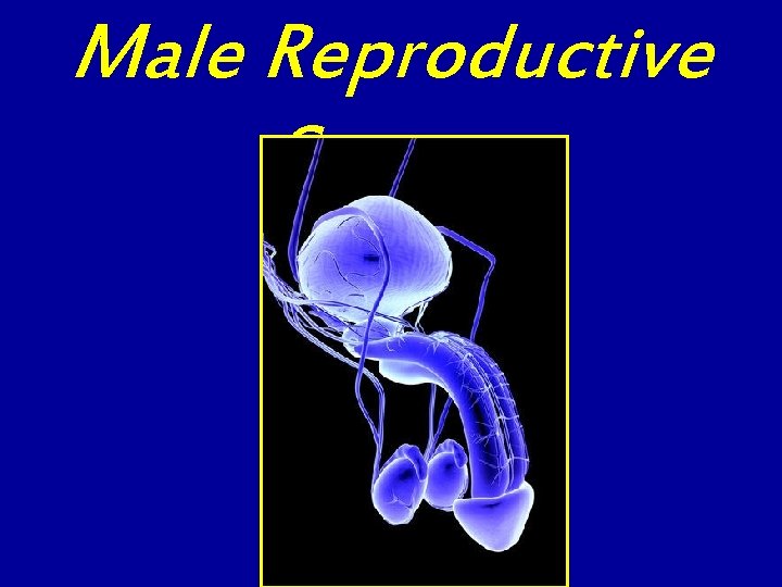 Male Reproductive System Components Scrotum Testes Duct system