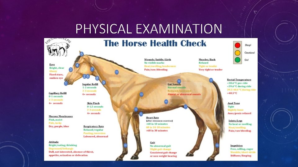 EQUINE EXAMINATION DISTANCE AND PHYSICAL EXAMINATION DISTANCE EXAMINATION