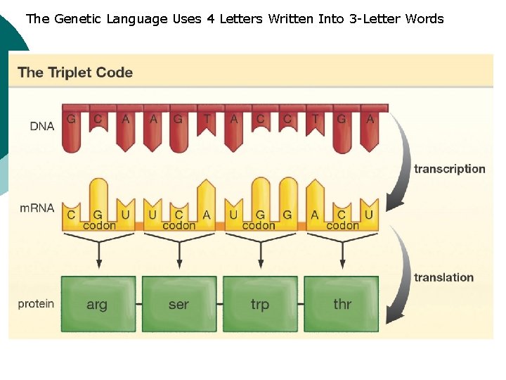 Transcription and Translation Integrated Science 3 4 Vertebrate