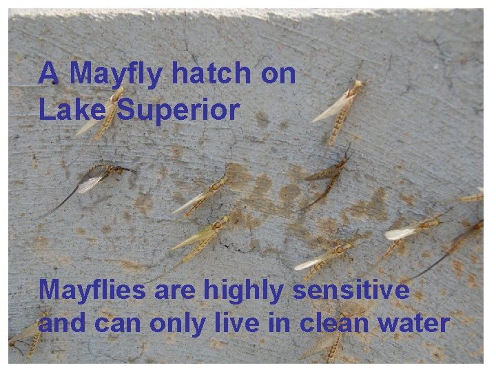 Aquatic Macro Invertebrates and Big River Journey Aquatic