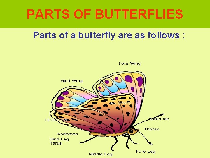 CLASS III ENGLISH Unit v BUTTERFLIES INSECTS INTRODUCTION