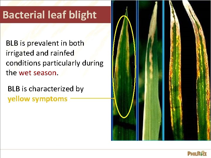 DISEASES OF RICE and their MANAGEMENT Part 1