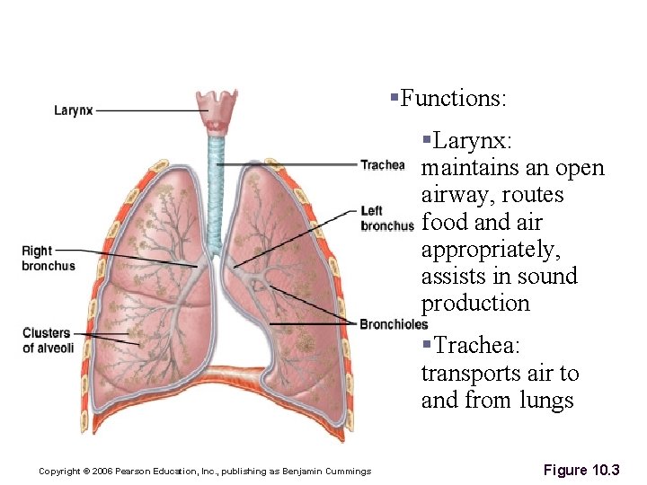 Respiration Processes Breathing ventilation air into and out