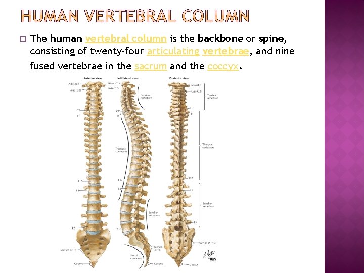 Backbone The human vertebral column is the backbone