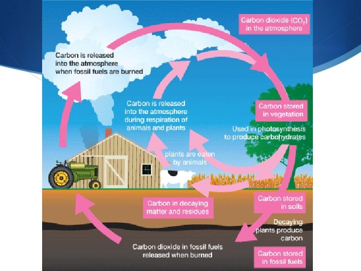 The Carbon Cycle Alana Delannie Jeremy Jake Wednesday