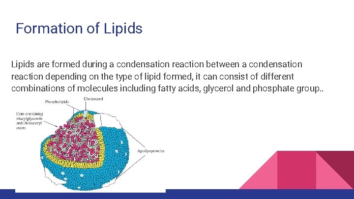 Lipids Holland Seidle Ramatoullaye Diallo Eric Blackwell Joshua