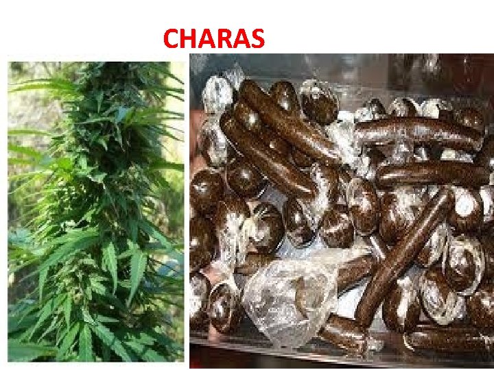 The Narcotic and Psychotropic Substance Act and Rules