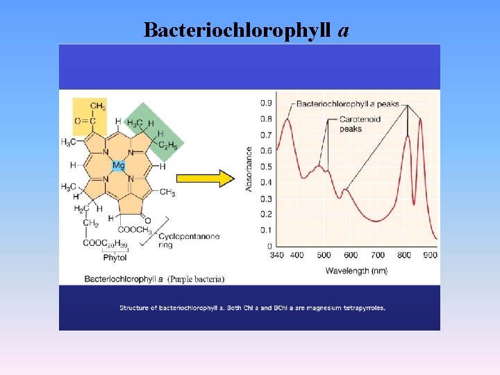 Microbial community structure and photoheterotrophic activity across ...