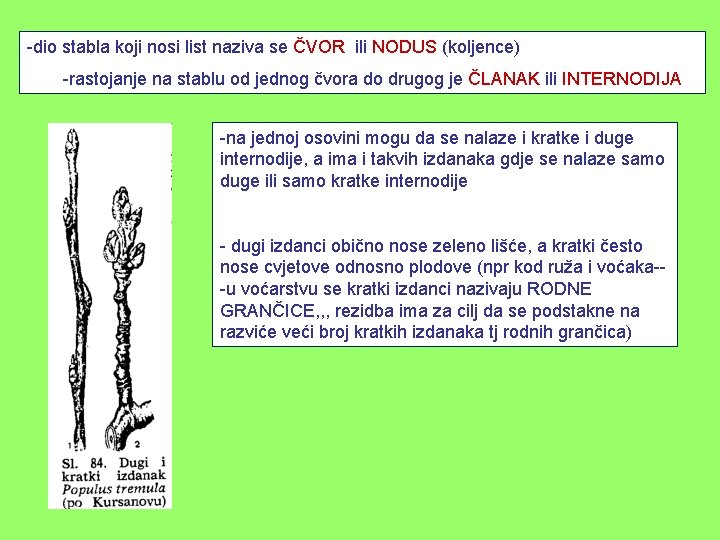 STABLO biljni organ radijalne simetrije i neogranienog rastenja