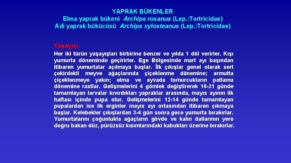 YAPRAK BKENLER Elma yaprak bkeni Archips rosanus Lep