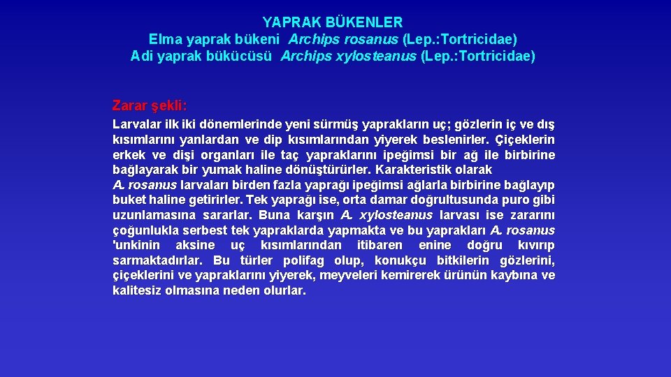YAPRAK BKENLER Elma yaprak bkeni Archips rosanus Lep