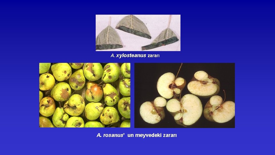 YAPRAK BKENLER Elma yaprak bkeni Archips rosanus Lep