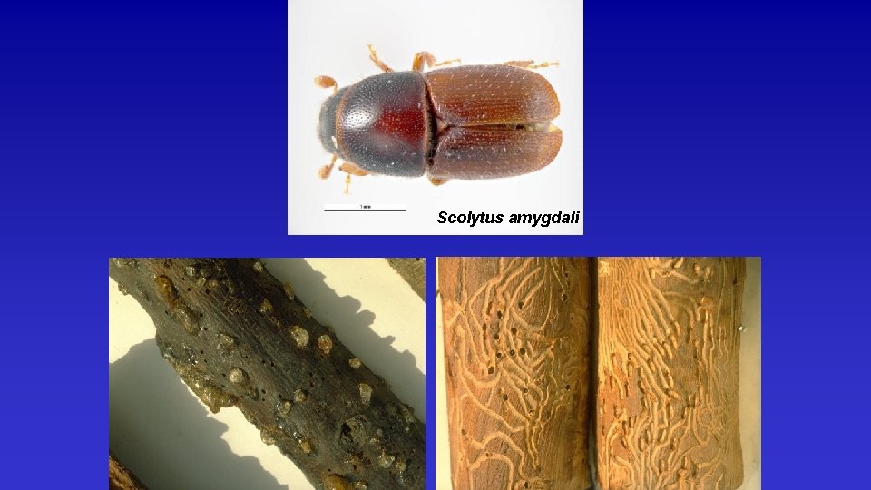 YAPRAK BKENLER Elma yaprak bkeni Archips rosanus Lep