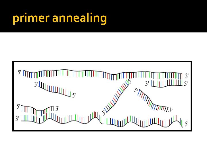 General Genetics Lab 8 9 Polymerase Chain Reaction