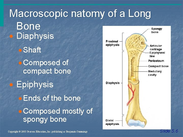SKELETAL SYSTEM n COMPOSED OF Bones Cartilage Joints