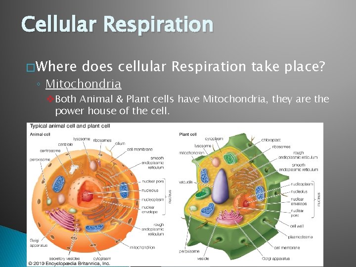 Cellular Respiration How is the Glucose used by
