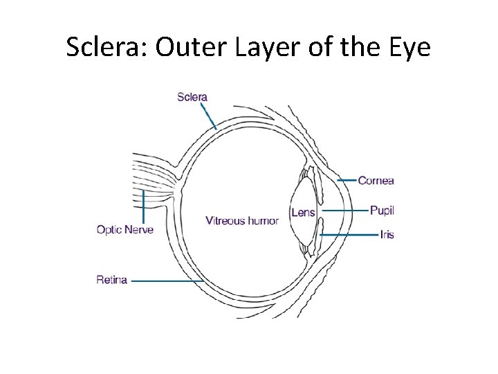 Structures of the Eye and Sheep Eye Dissection