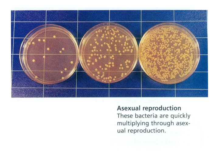 Advantages and Disadvantages of the Types of Reproduction