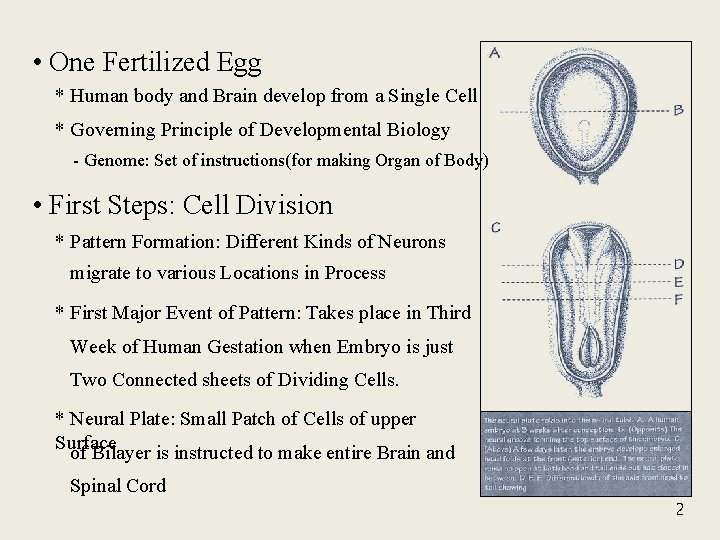 Developing Nervous System Basic Plan of Brain Virtually
