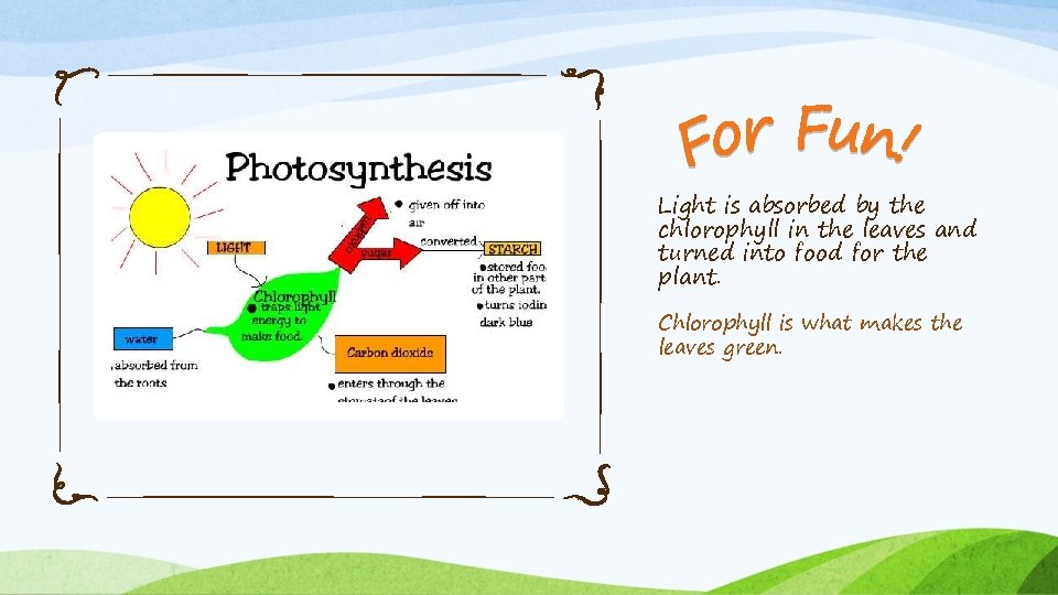 Life Cycle of a Plant by Kaitlyn Lanham