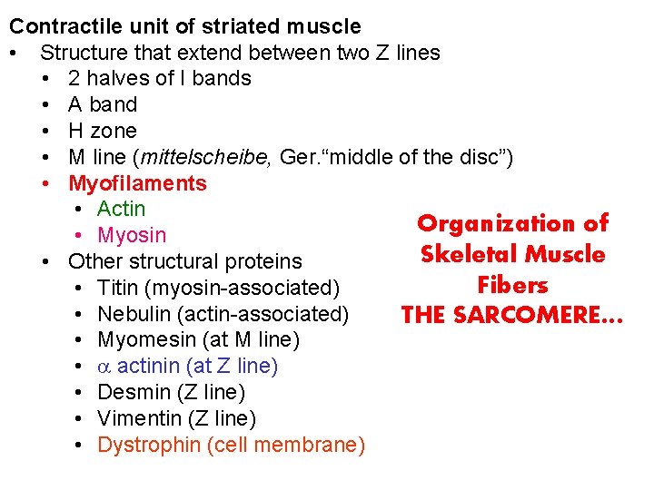 Muscle Tissue Learning Objectives 1 To be able