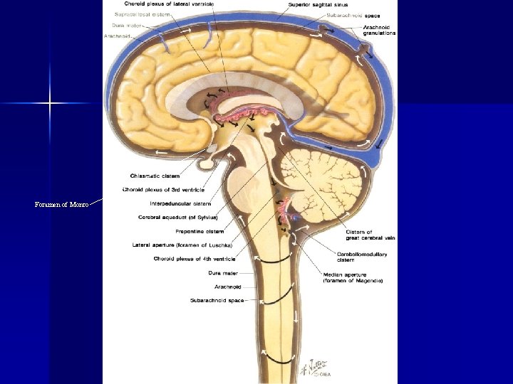 Brain and Cranial Nerves Terminology Hemispheres n Gyrus