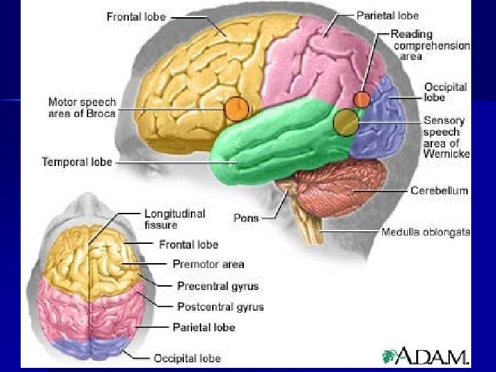 Brain and Cranial Nerves Terminology Hemispheres n Gyrus