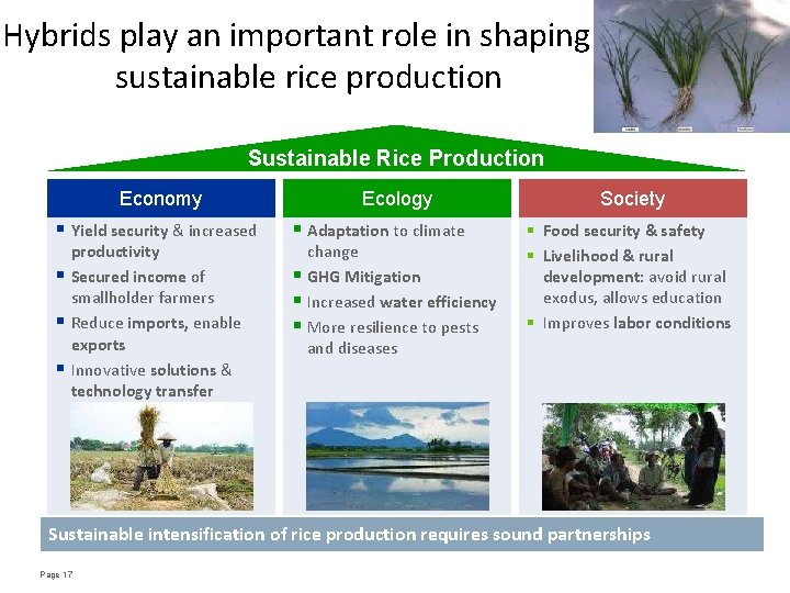 Hybrid Rice Development Across Asia Need of the