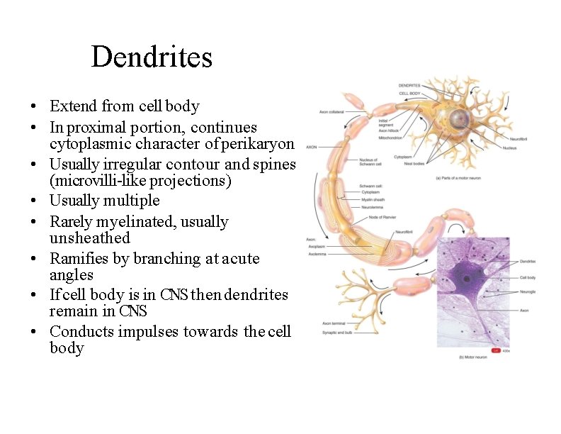 Microscopic Structure of the NS Lecture Objectives Classify