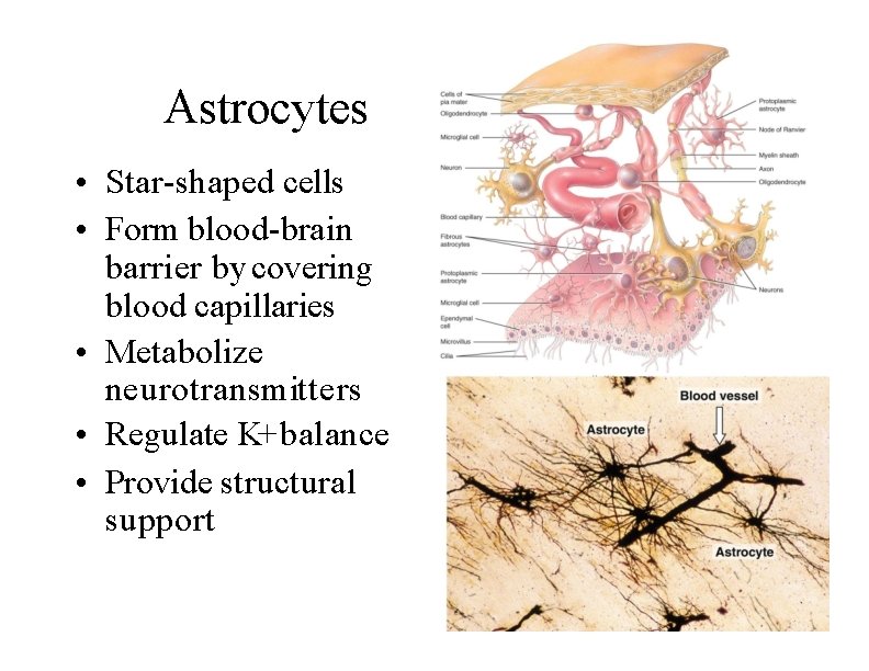 Microscopic Structure of the NS Lecture Objectives Classify