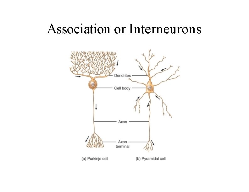 Microscopic Structure of the NS Lecture Objectives Classify
