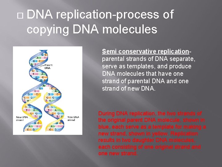 DNA TO RNA TO A PROTEIN DNA replication