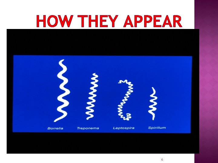 DR MALAY BANERJEE Elongated motile flexible bacteria twisted