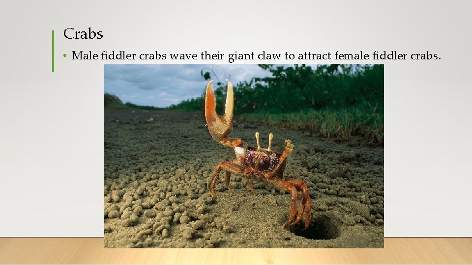 Language GLOBAL CITIZENSHIP THE ORGIN OF LANGUAGE 1