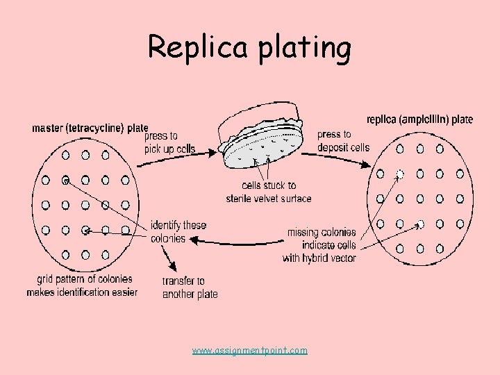 Principles of Genetic Engineering www assignmentpoint com What