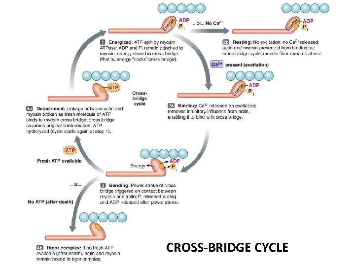 Molecular Basis of Skeletal Muscle Contraction Dr Mohammed